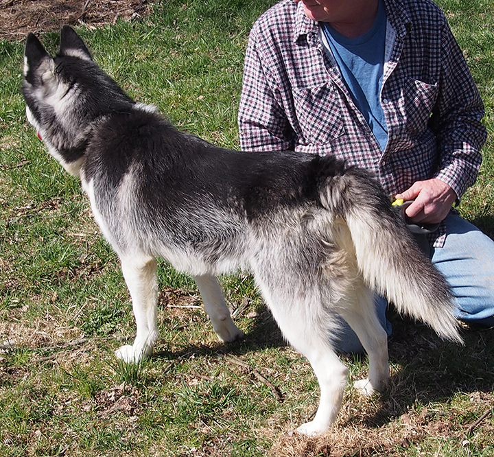 Shadow – MaPaw Siberian Husky Rescue & Referral Service